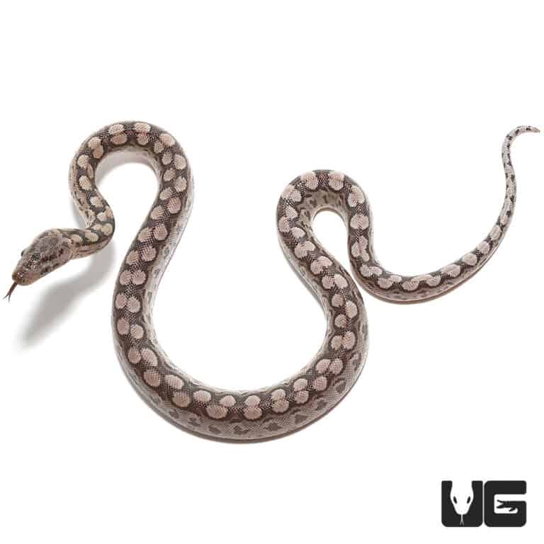 Snakes For Sale - Underground Reptiles