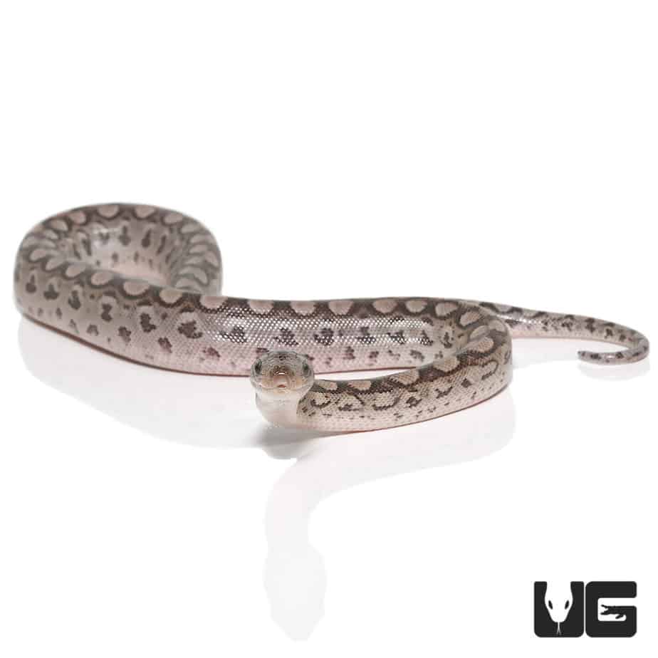 Baby Brazilian Rainbow Boas For Sale - Underground Reptiles