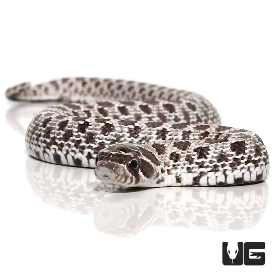 Baby Male Axanthic Western Hognose Snake - Underground Reptiles