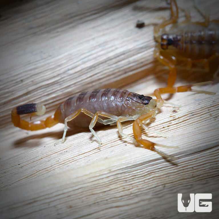 Baby Deathstalker Scorpion (Leiurus quinquestriatus) For Sale ...