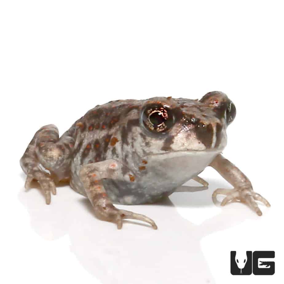 Baby Eastern Spadefoot Toad (Scaphiopus holbrookii) For Sale ...