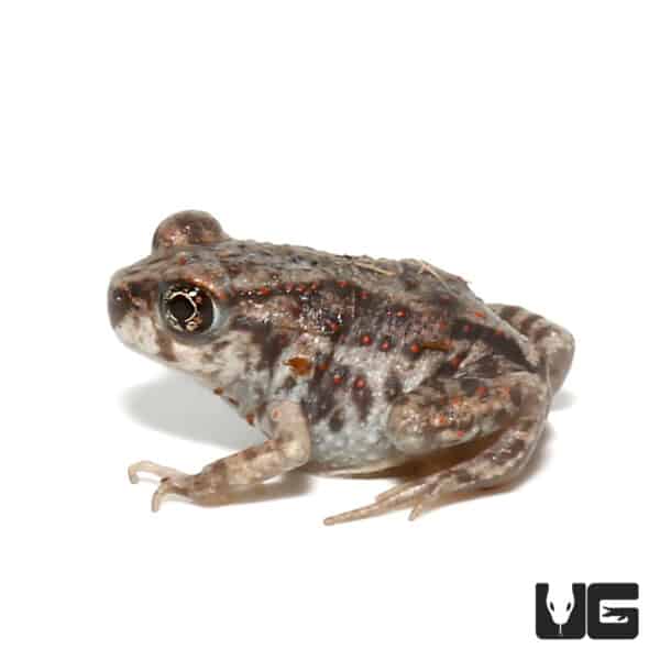 Baby Eastern Spadefoot Toad (Scaphiopus holbrookii) For Sale ...