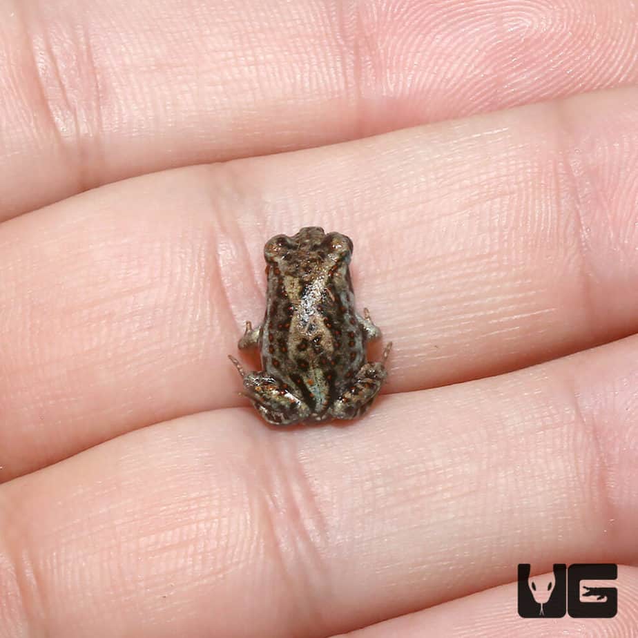 Baby Eastern Spadefoot Toad (Scaphiopus holbrookii) For Sale ...