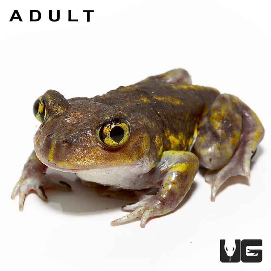 Baby Eastern Spadefoot Toad (Scaphiopus holbrookii) For Sale ...