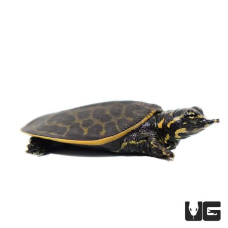 Baby Florida Softshell Turtles (Apalone ferox) For Sale - Underground ...