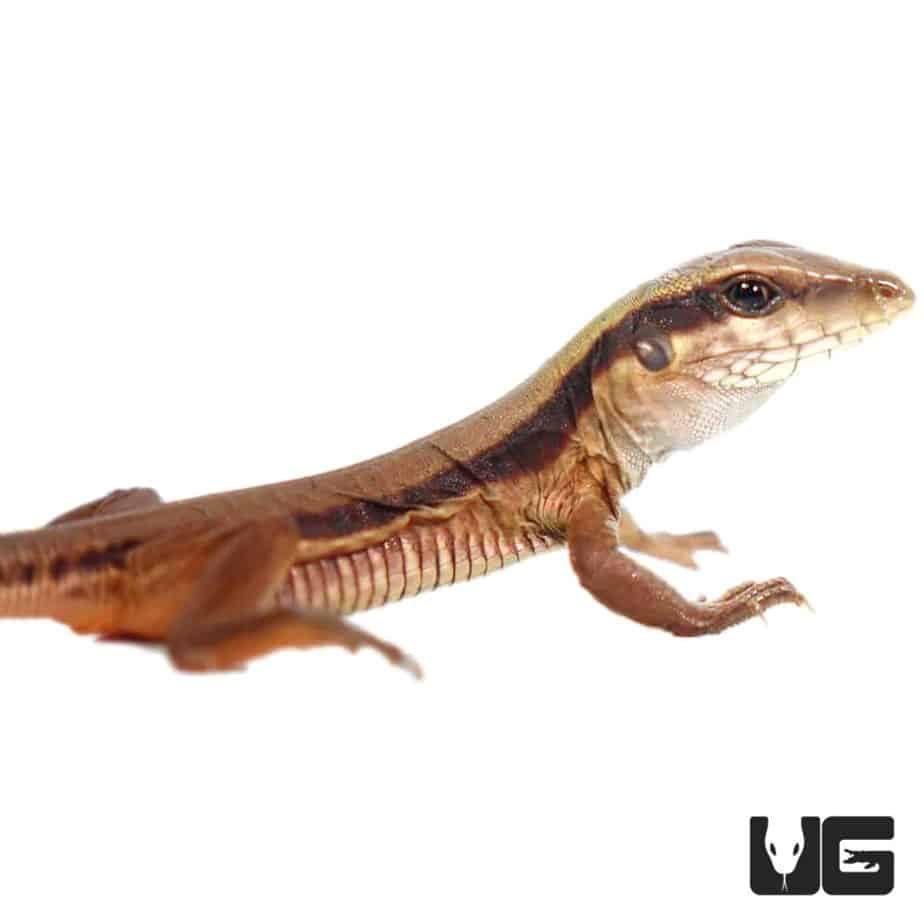Lizards For Sale - Underground Reptiles