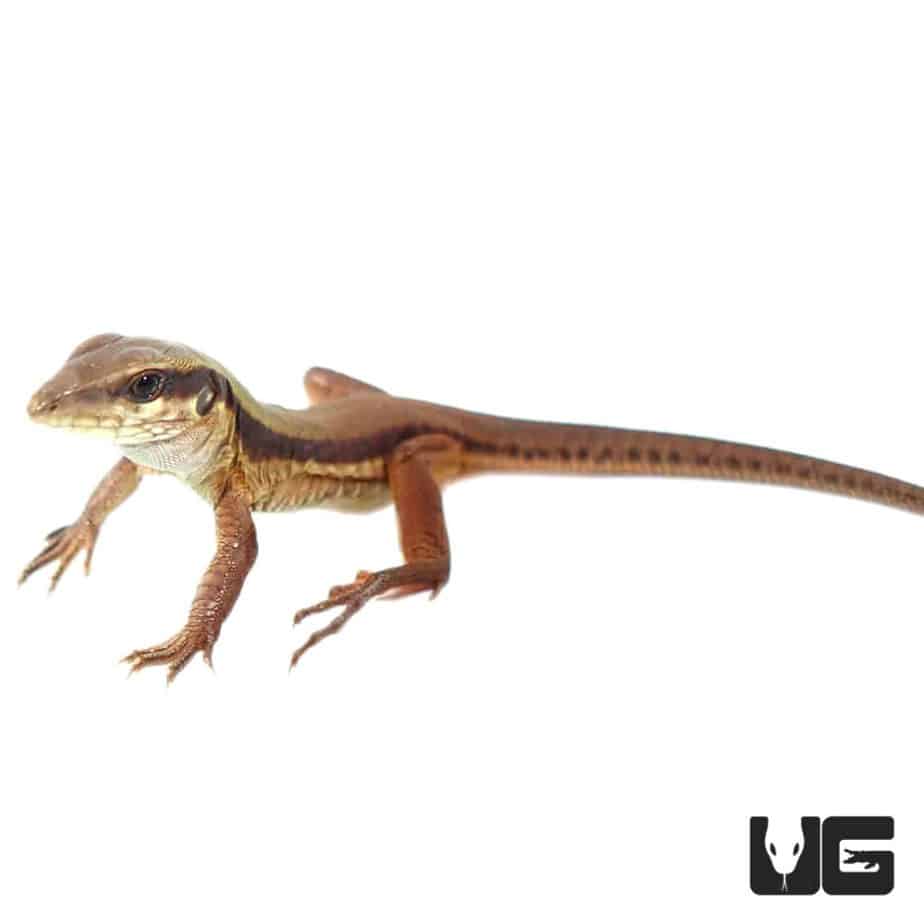 Baby Green Ameivas (Ameiva ameiva) For Sale - Underground Reptiles