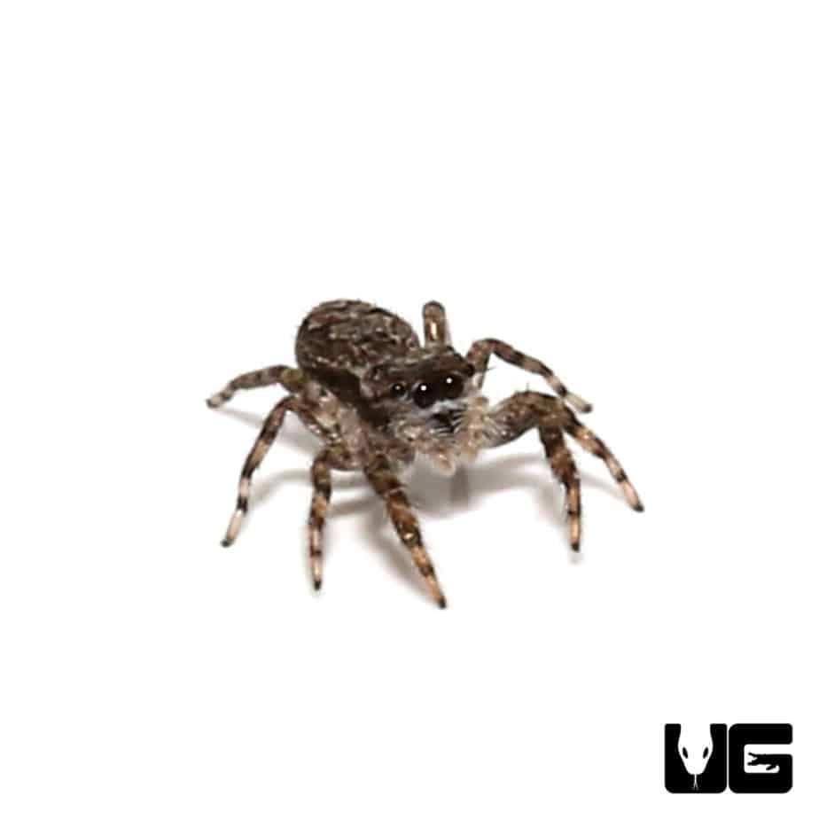 Baby Grey Wall Jumping Spider (Menemerus bivittatus) For Sale ...