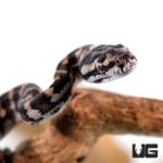 Baby Irian Jaya x Coastal Carpet Python (Morelia spilota variegata x ...