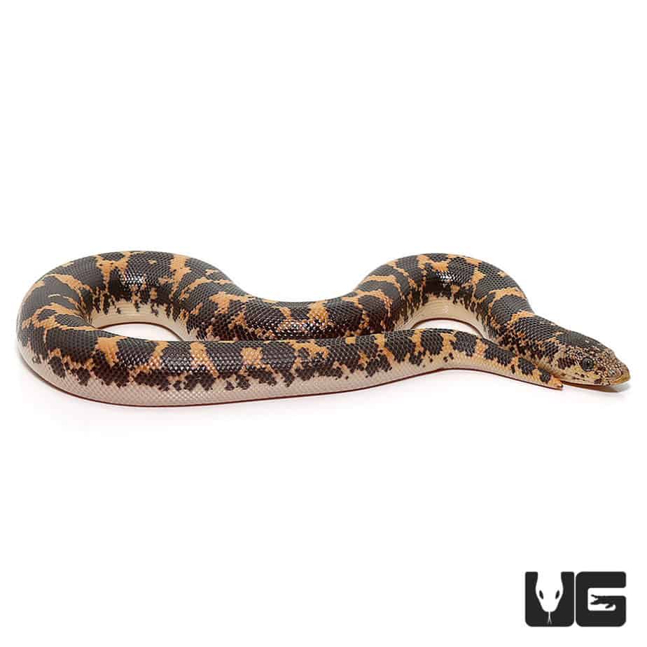 Boas For Sale - Underground Reptiles