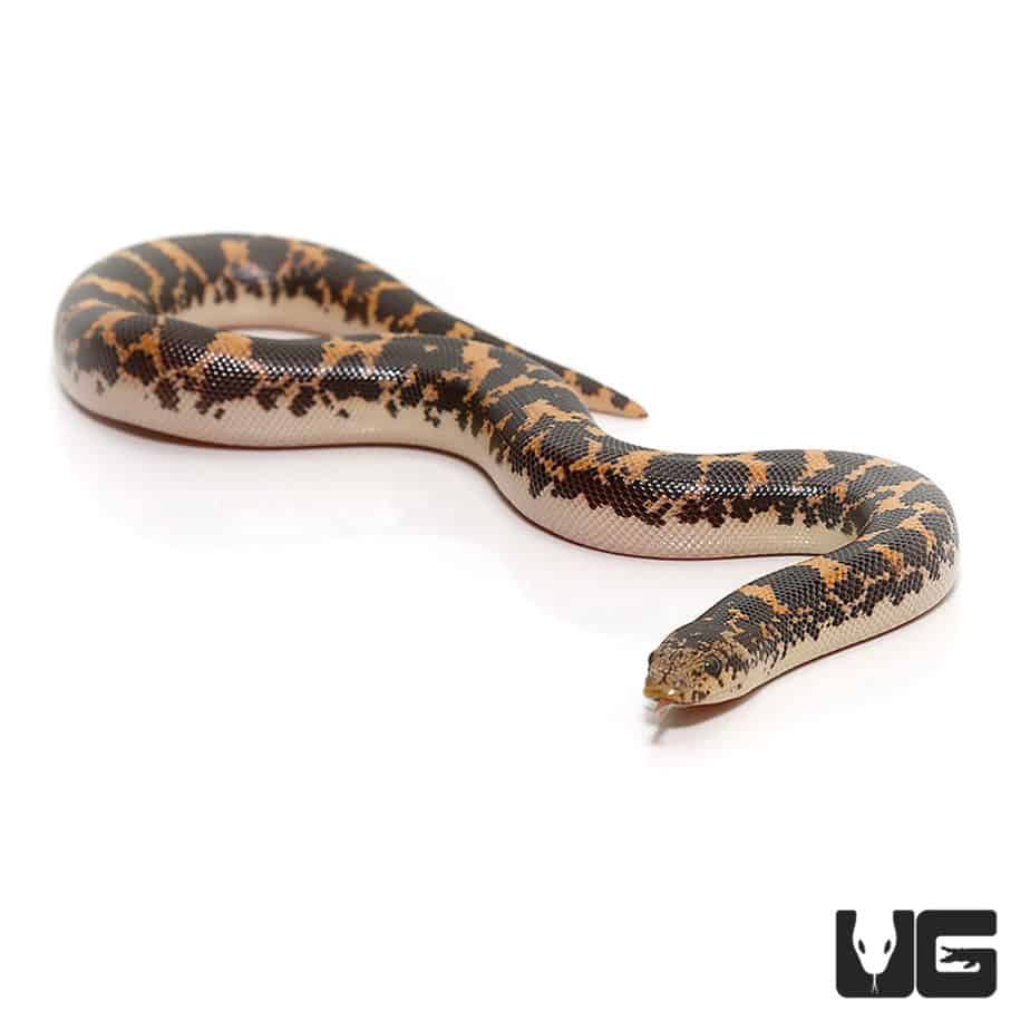 Baby Kenyan Sand Boas For Sale - Underground Reptiles