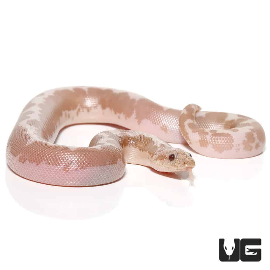 Snow Striped Kenyan Sand Boa for sale - Underground Reptiles