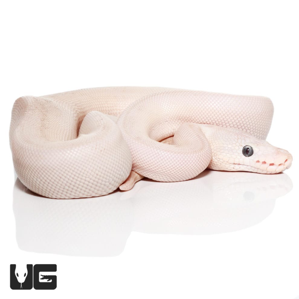 Baby Lesser Mojave Ball Python (Python regius) For Sale - Underground ...