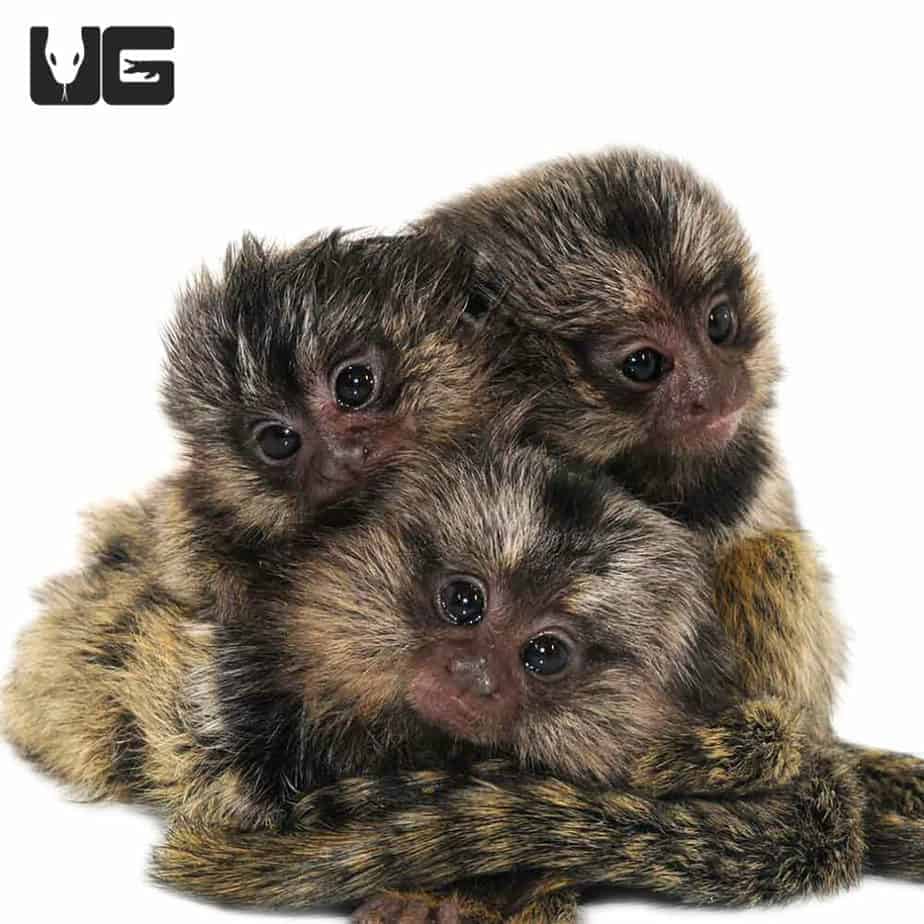 Baby Marmoset Monkey - Underground Reptiles