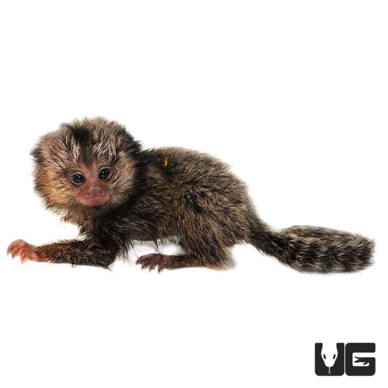 Baby Marmoset Monkey - Underground Reptiles