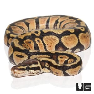 Baby Baby Enchi Firefly Hypo Ball Python For Sale - Underground Reptiles