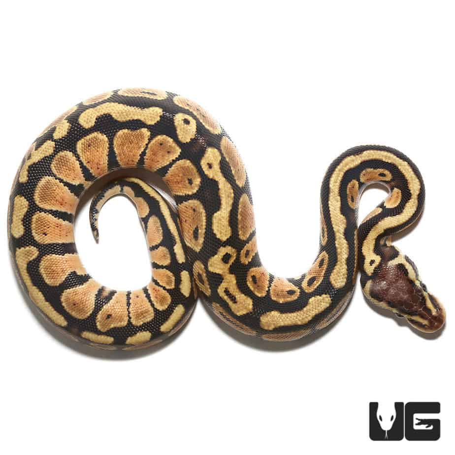 Baby Baby Enchi Firefly Hypo Ball Python For Sale - Underground Reptiles