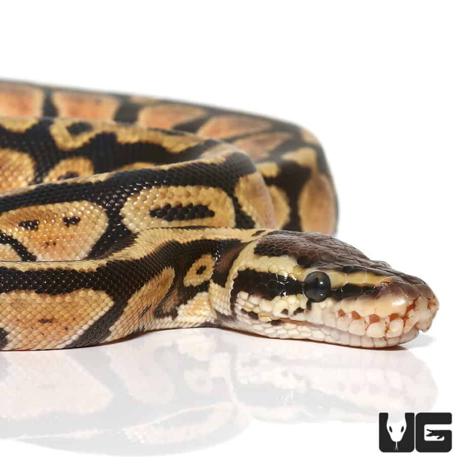 Baby Baby Enchi Firefly Hypo Ball Python For Sale - Underground Reptiles