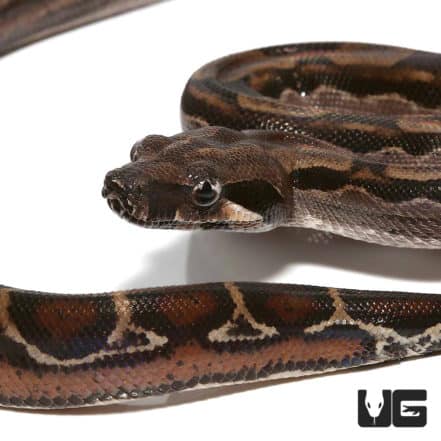 Boas For Sale - Underground Reptiles