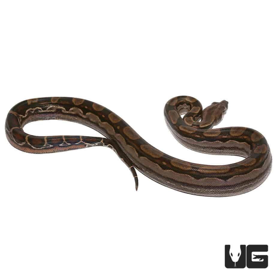 Boas For Sale - Underground Reptiles