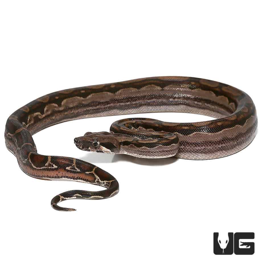 Baby Raptor Motley Boa Poss. Het Berry Blood - Underground Reptiles