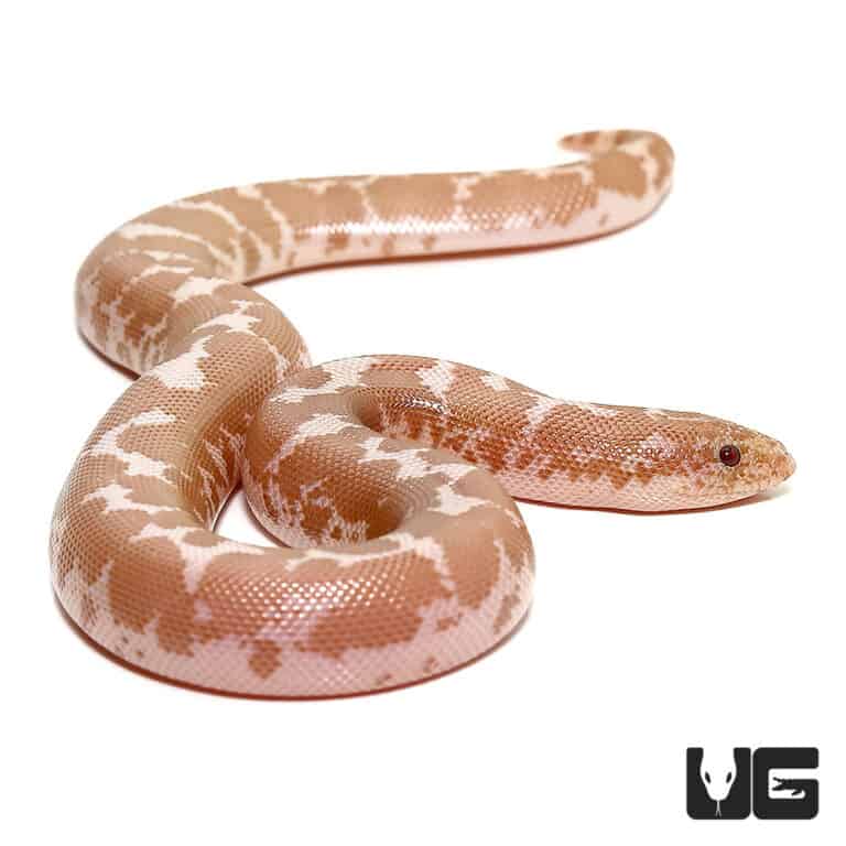 Baby Snow Kenyan Sand Boas For Sale - Underground Reptiles