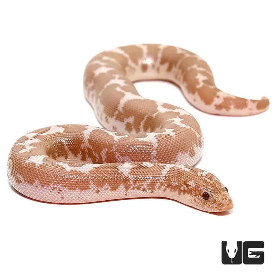 Baby Snow Kenyan Sand Boas For Sale - Underground Reptiles