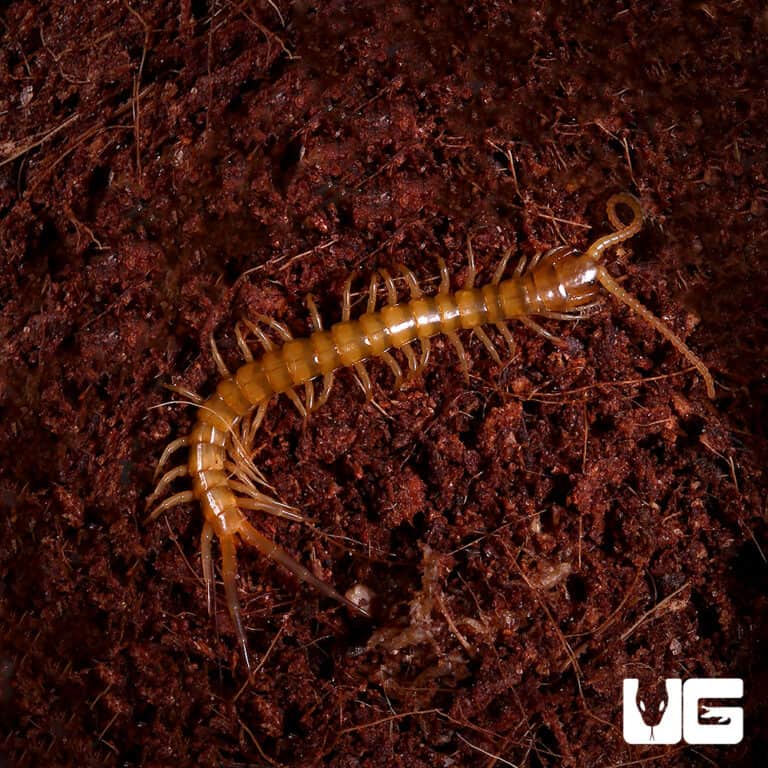 Solomon Island Centipede for sale - Underground Reptiles