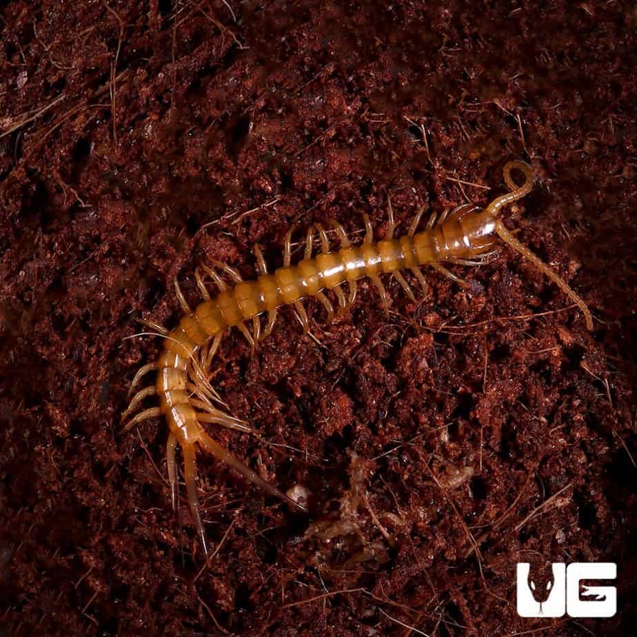 Solomon Island Centipede for sale - Underground Reptiles