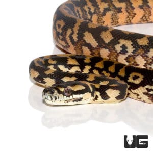 Carpet Pythons For Sale - Underground Reptiles