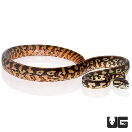 Carpet Pythons For Sale - Underground Reptiles
