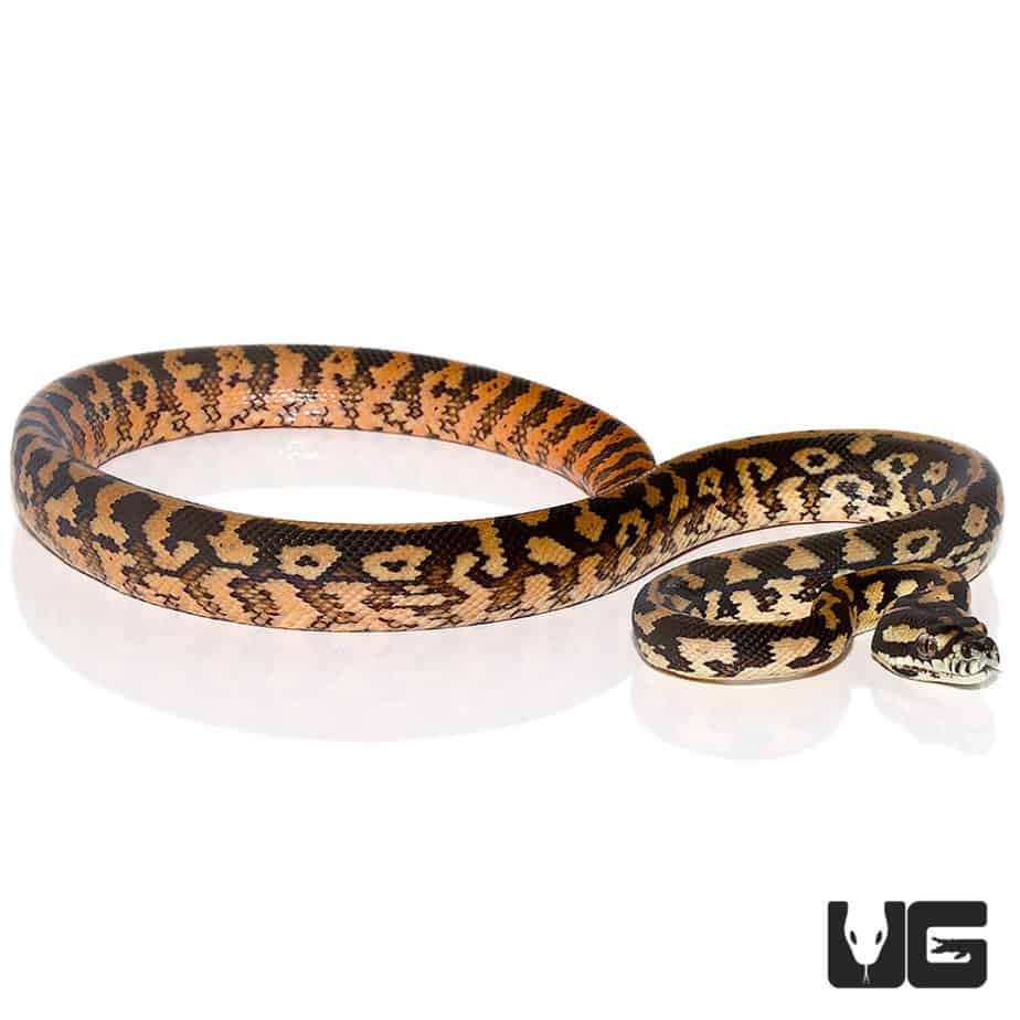 Carpet Pythons For Sale - Underground Reptiles