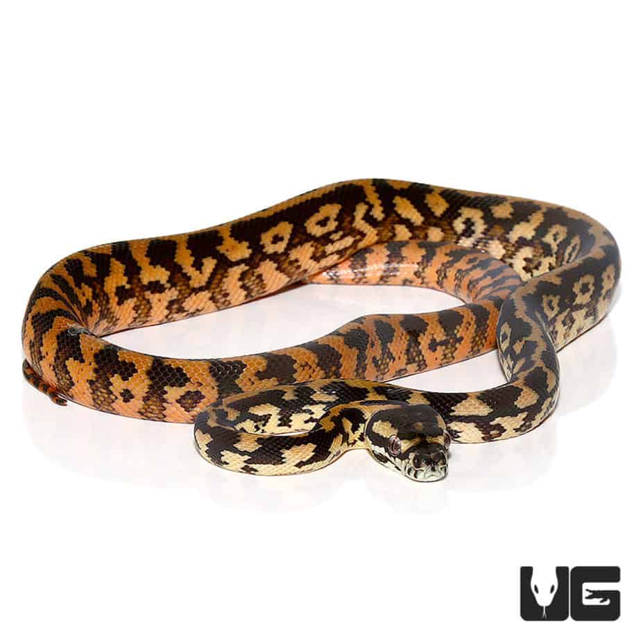 Baby Tiger Darwin's Carpet Python - Underground Reptiles