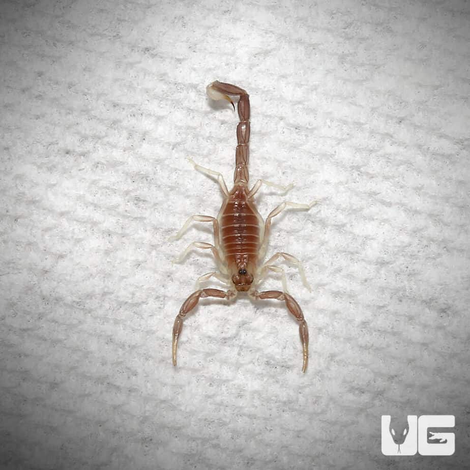 Scorpions, Vinegaroons & Whiptails For Sale - Underground Reptiles