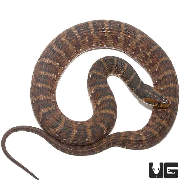 Banded Water Snakes for sale - Underground Reptiles