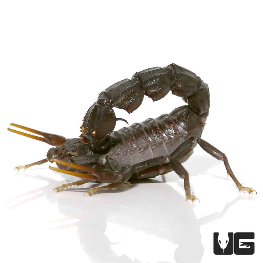 Black Fat Tail Scorpion (Androctonus bicolor) For Sale - Underground ...