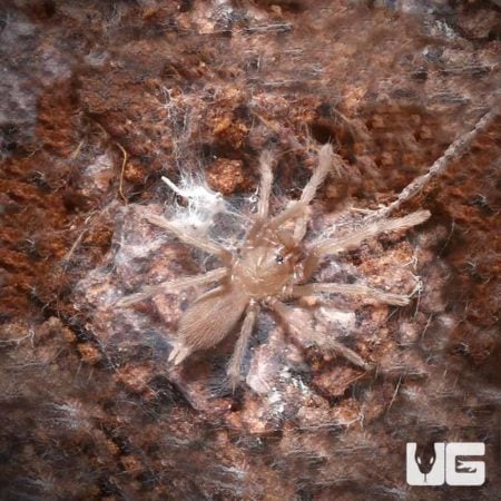 Borneo Neon Blue Leg Tarantulas (birupes simoroxigorum) For Sale ...