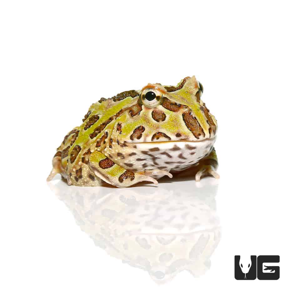 Camo Pacman Frogs (Ceratophrys cranwelli) For Sale - Underground Reptiles