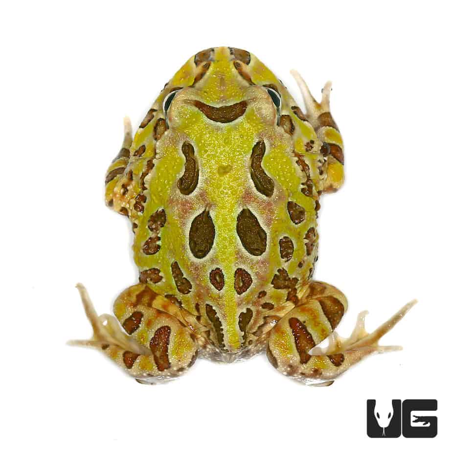 Camo Pacman Frogs (Ceratophrys cranwelli) For Sale - Underground Reptiles