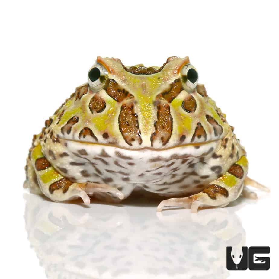 Camo Pacman Frogs (Ceratophrys cranwelli) For Sale - Underground Reptiles