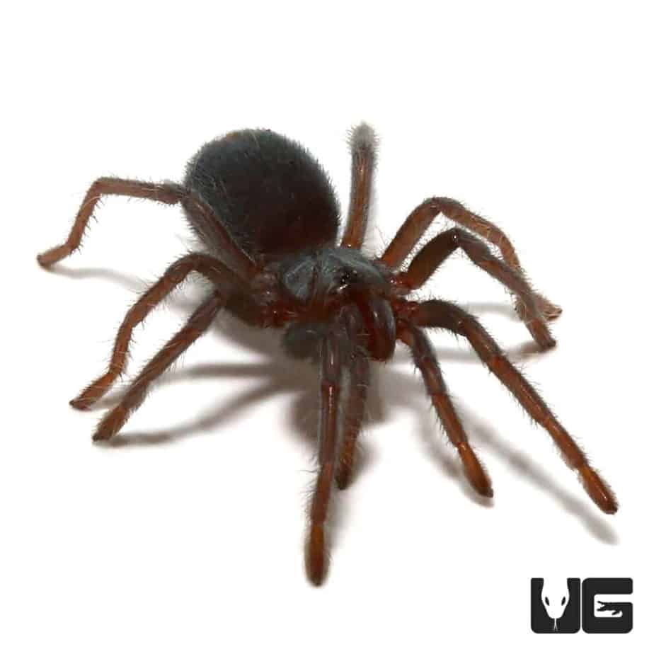 Caribbean Emerald Tarantula (2 - 3'') - Underground Reptiles