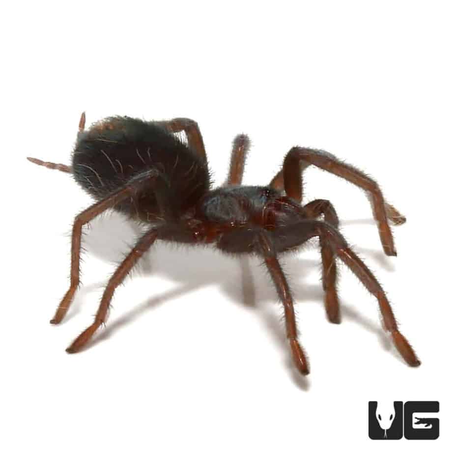 Caribbean Emerald Tarantula (2 - 3'') - Underground Reptiles