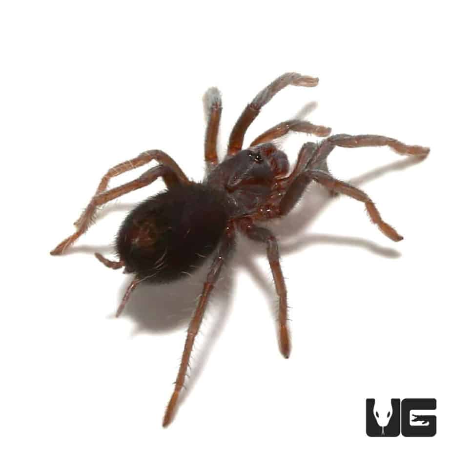 Caribbean Emerald Tarantula (2 - 3'') - Underground Reptiles