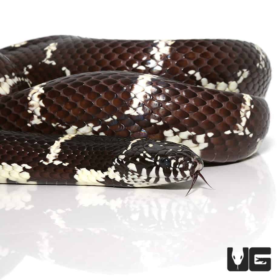 Kingsnakes For Sale - Underground Reptiles