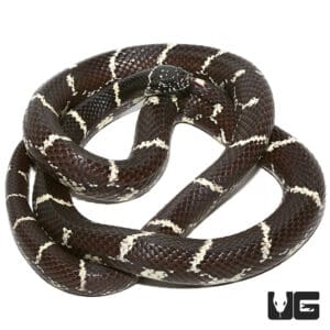 Kingsnakes For Sale - Underground Reptiles