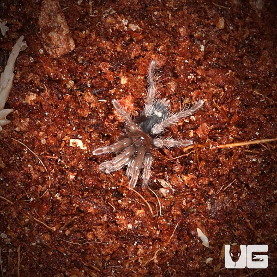 Chiapas Tiger Rump Tarantula For Sale - Underground Reptiles