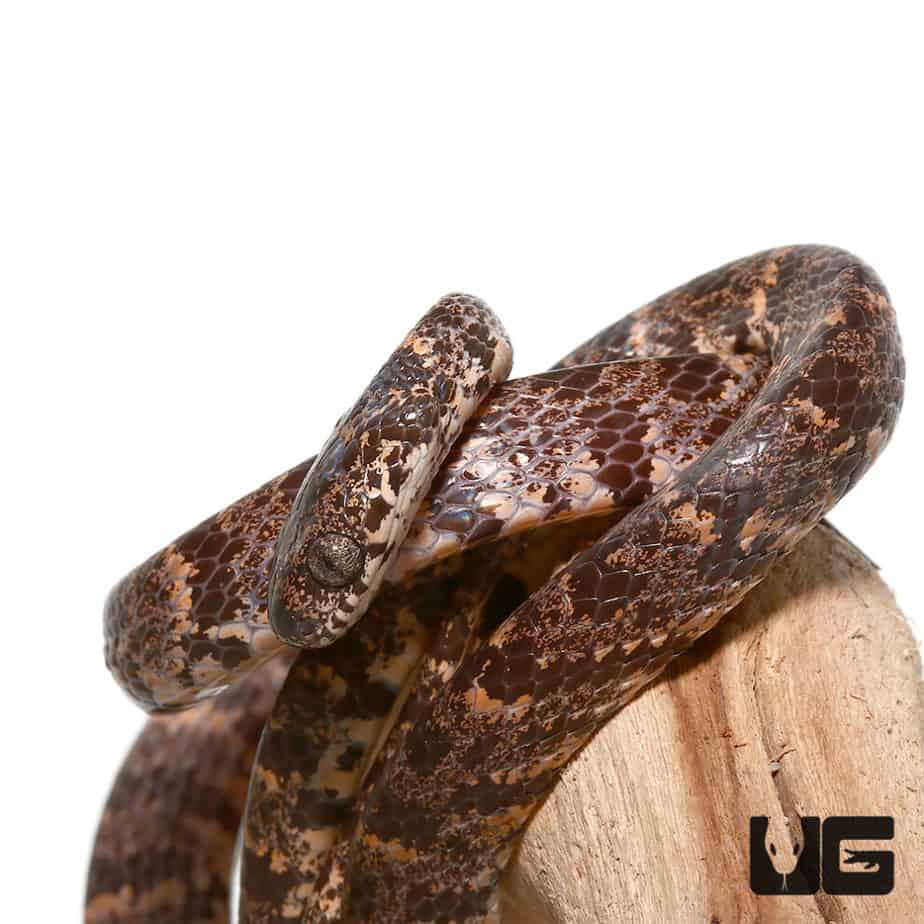 Cloudy Snail Eating Snake For Sale - Underground Reptiles Cloudy Snail Eating Snake For Sale - Underground Reptiles