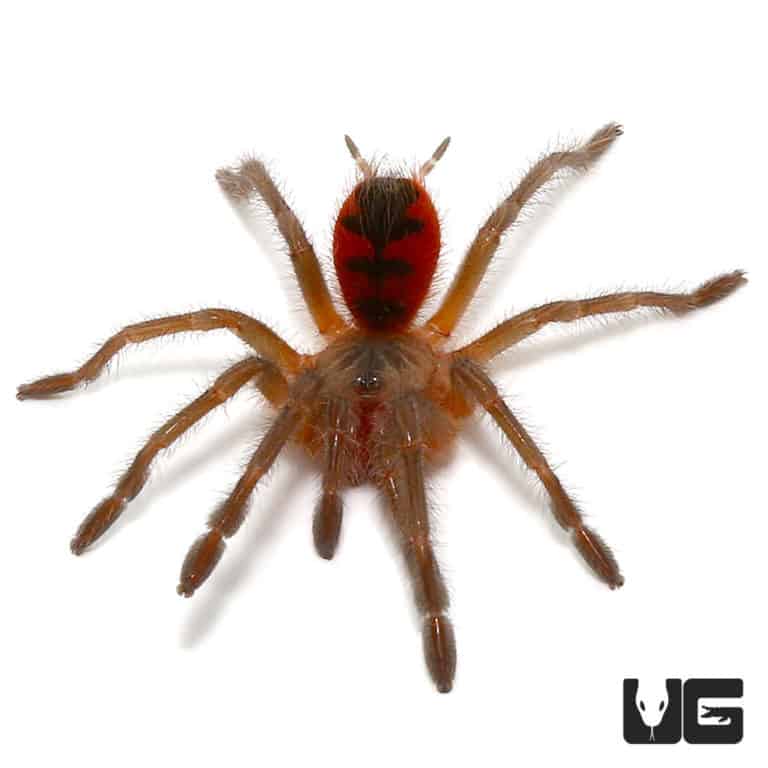 Colombian Giant Copperhead Tarantula (.75 - 1'') - Underground Reptiles