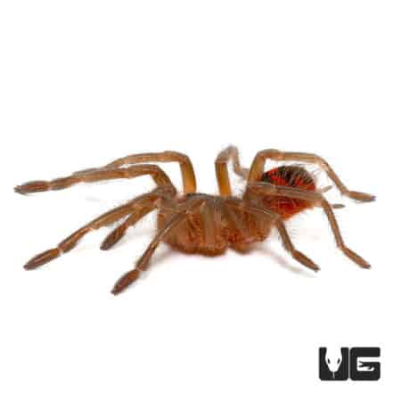 Tarantulas & Spiders Archives - Page 8 of 33 - Underground Reptiles