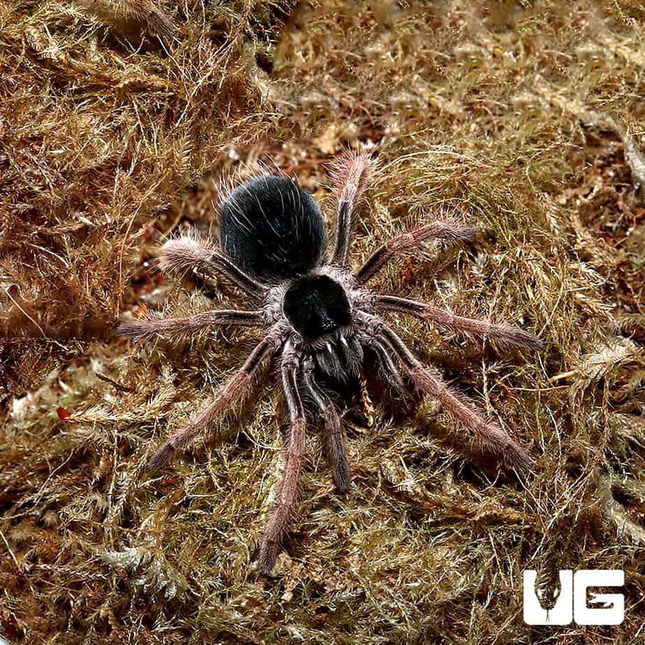 Colombian Giant RedLeg Tarantula (Megaphobema Robustum) For Sale ...